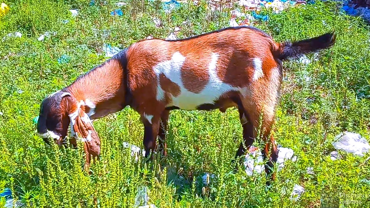 Modern Goat Farm Setup For Goat Lovers: The Perfect Sacrificial Goat ...